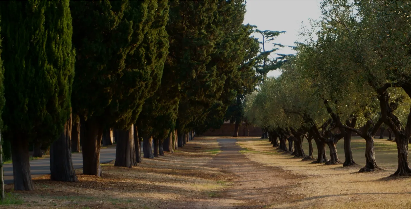 YAYA's Olive Oil – YAYA'S EVOO